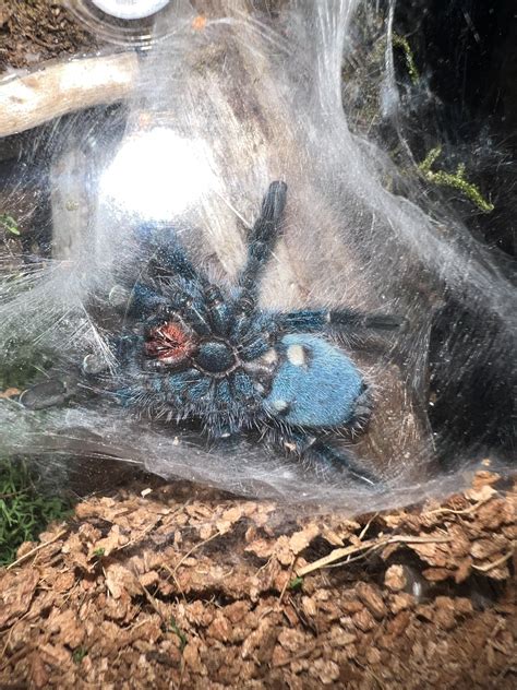C Versicolor Too Early To Tell Sex Just Need A Sus Its Name Is