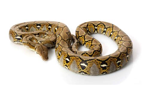 Reticulated Python Size Ultimate Growth Guide