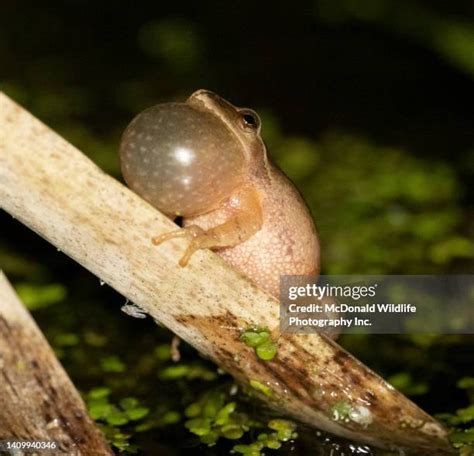 Spring Peeper Photos And Premium High Res Pictures Getty Images