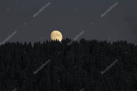 hermosa escena nocturna de invierno con luna llena levantándose sobre las copas de los árboles