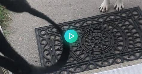 Blind And Deaf Dog Knows Its Time For His Walk Album On Imgur