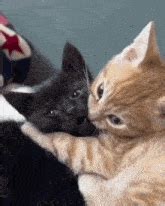 Cats Kissing S Tenor