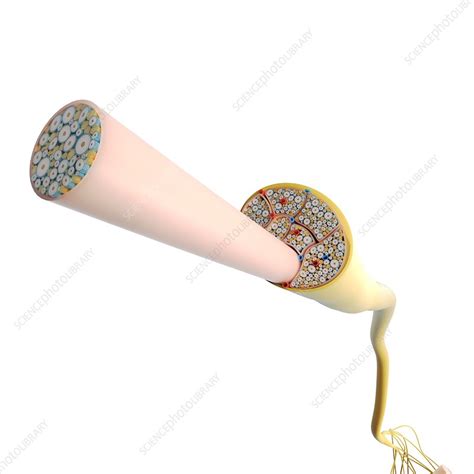 Nerve Structure Illustration Stock Image F Science Photo Library