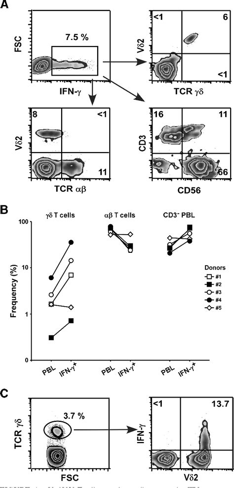 Figure 1 From Dendritic Cells Tlr Activated Myeloid And Plasmacytoid 2
