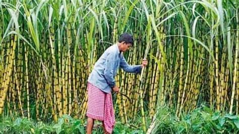 Curbs On Sugar Exports Extended In India Till Oct 2023 Today News