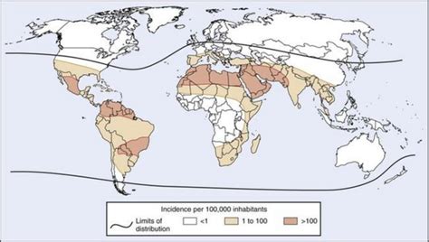 Scorpionism Around The World 6 Download Scientific Diagram