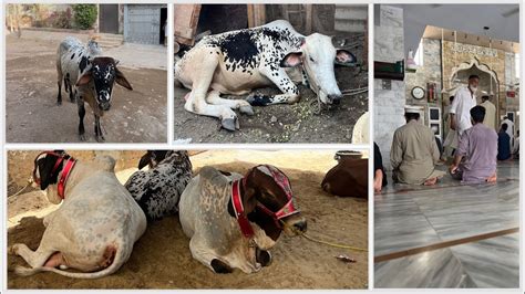 Apna Qurbani Ka Janwar Aaaagya YouTube