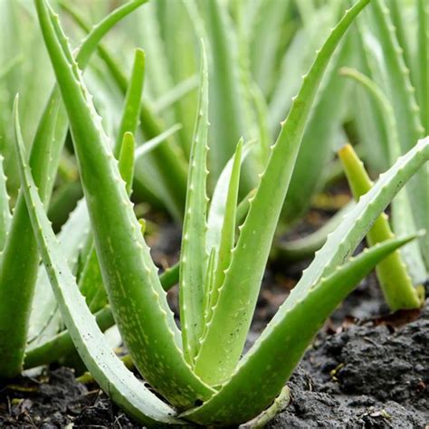 Fast Growth Green Aloe Vera Plant For Medicinebeauty At ₹ 170plant In Chennai