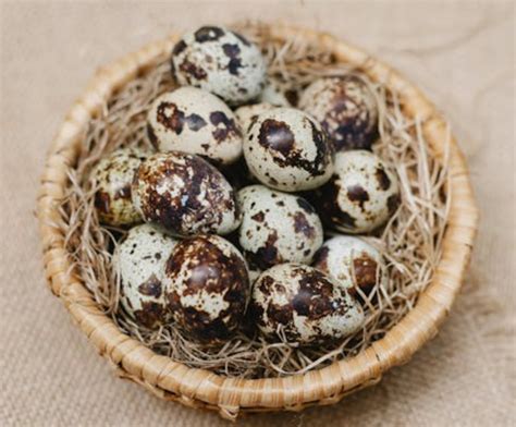 5 Cara Ternak Burung Puyuh Agar Cepat Bertelur