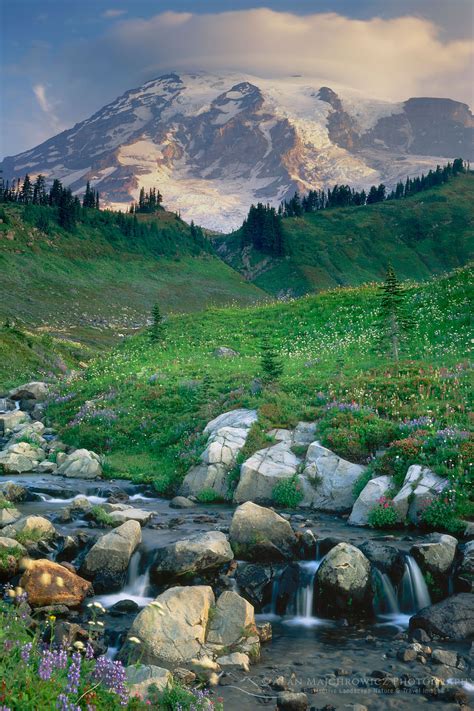 Photographing In Paradise Meadows Mount Rainier Alan Majchrowicz