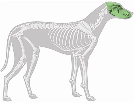 Skeletal Anatomy Flashcards Quizlet
