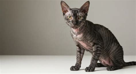 Ai Văzut Vreodată O Pisică „lup Garou” Planeta Noastră 🌍