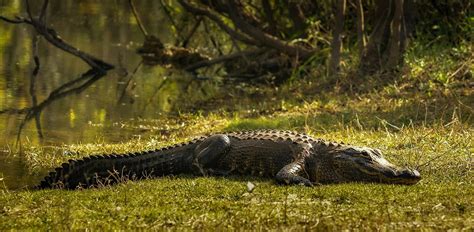 How Long Can An Alligator Go Without Eating