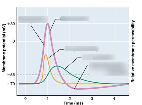 Membrane Potential Graph Diagram Quizlet