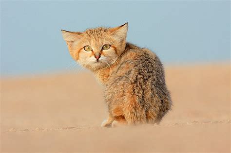 БАРХАТНЫЙ КОТ. Обсуждение на LiveInternet - Российский Сервис Онлайн ...