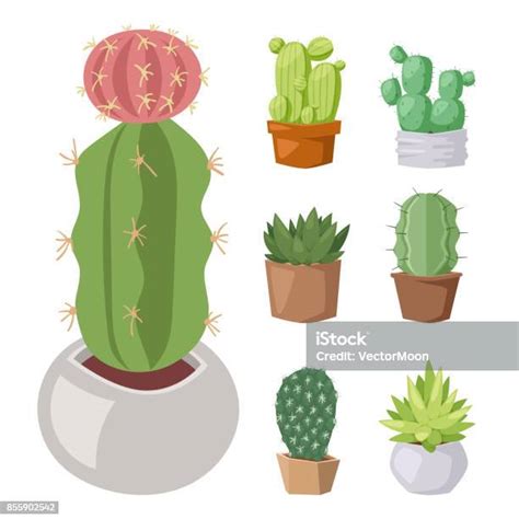 Kaktus Alam Bunga Gurun Hijau Meksiko Sukulen Tanaman Tropis Cacti