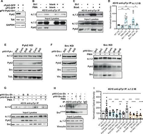 α1 Adrenergic receptorPKCPyk2Src signaling boosts L type Ca2 channel CaV1 2 activity and