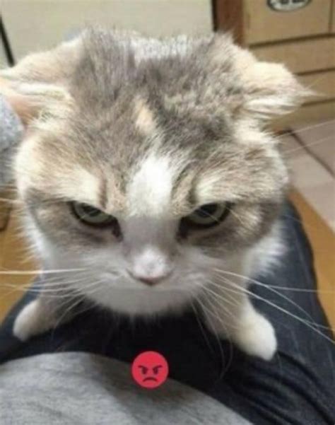 Cat Eating By Tallochasnoodle Meme Sound Effect Button For Soundboard