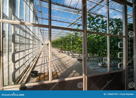 Cucumbers In A Modern Greenhouse Growing Vegetables View Through The