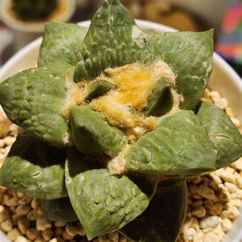 可愛舒服療癒～怒濤牡丹約85cm特惠！木麒麟短短台木根系健壯很雅緻～賺到更美 蝦皮購物