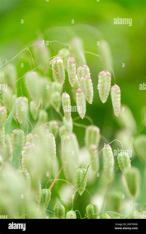 Briza Maxima Greater Quaking Grass Great Quaking Grass Pearl Grass