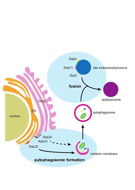 Rab GTPases In Autophagy IntechOpen