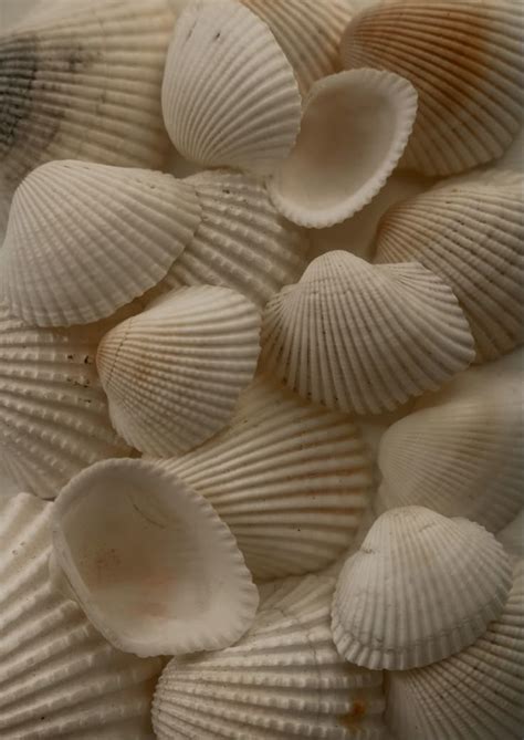 🐚 Mariaraujolima • Ig • Aesthetic Iphone Wallpaper Summer Wallpaper
