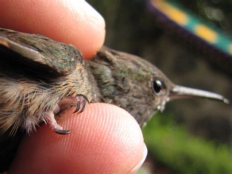 Dominiques Right Foot Information On Hummingbird Feet Fro Flickr