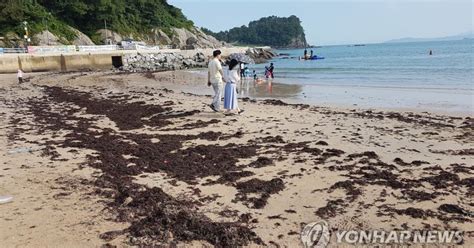 태풍 후 해수욕장 몸살 백사장 덮친 해조류 쓰레기