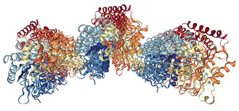 Beta Tubulin Tubb Protein Overview Sino Biological
