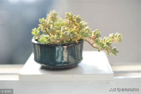 多肉植物服盆期出現氣根不要怕，找准原因讓多肉服盆 每日頭條