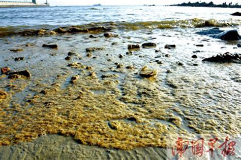 北海现大量球形棕囊藻 广西首页 中国天气网