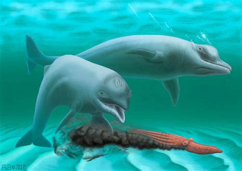 Toothless Dwarf Dolphin Provides Insights Into Cetacean Evolution
