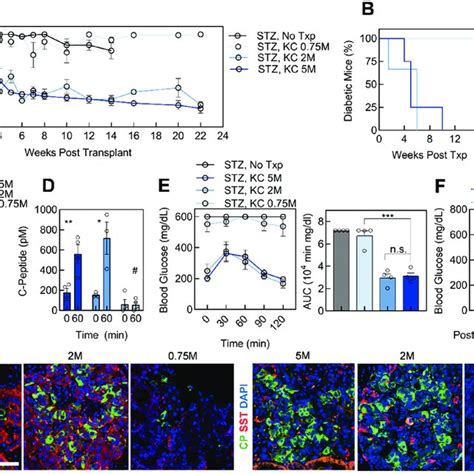 Various Stem Cell Derived Islet Sc Islet Doses Transplanted Into The