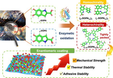 Enzymatic Polymerization Of Enantiomeric L−34 Dihydroxyphenylalanine