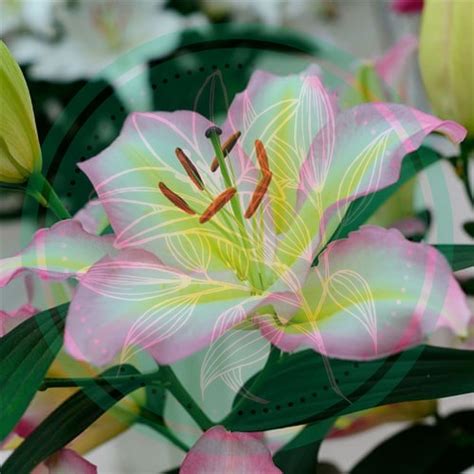 Lilia Orientalna Captain Tricolore Lily Garden Cebulki Kwiatowe