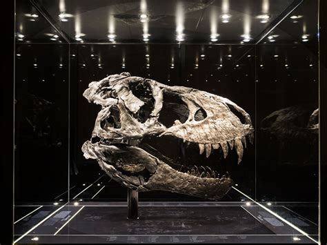 Us Map Of Dinosaur Fossils