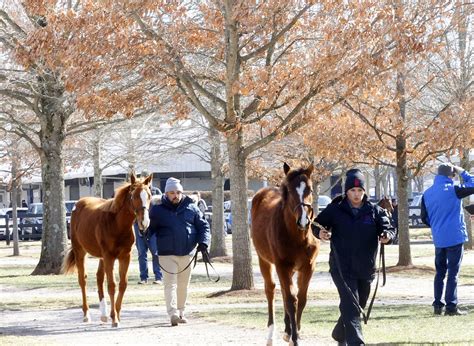 Prelude To Breeding Season Fasig Tipton Winter Mixed Sale Opens Monday
