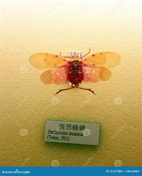 Insect Specimen Editorial Photo 121273881