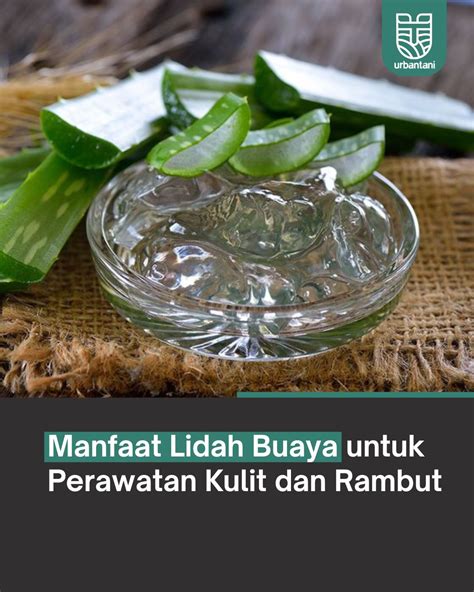 Urbantani Id Siapa Sangka Tanaman Yang Sering Tumbuh Di Pekarangan Rumah Ini Ternyata Punya