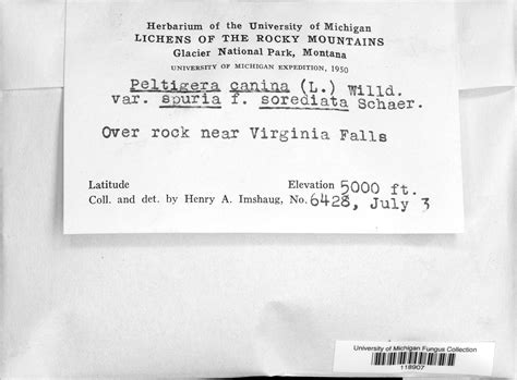 Consortium Of Lichen Herbaria Detailed Collection Record Information