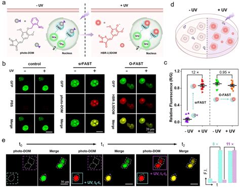 Spatiotemporal Cell Selective Labeling Of The Nucleus Using The Download Scientific Diagram