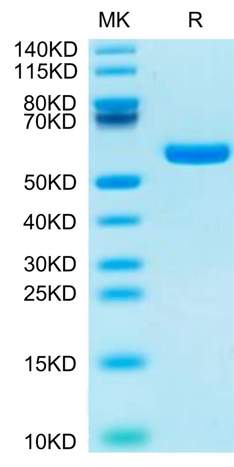 Hla A 11 01 Vvvgargvgk Peptide Complex Reprokine
