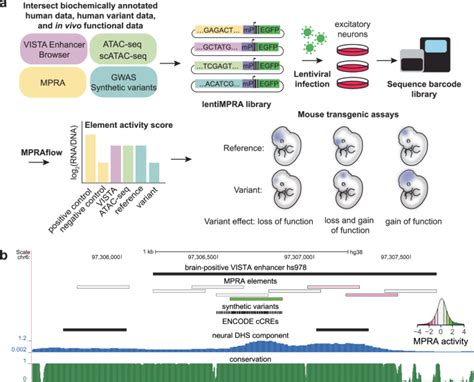 Massively Parallel Reporter Assays And Mouse Transgenic Assays Provide