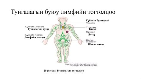 Цусны эргэлтийн эрхтэн тогтолцоо Pptx