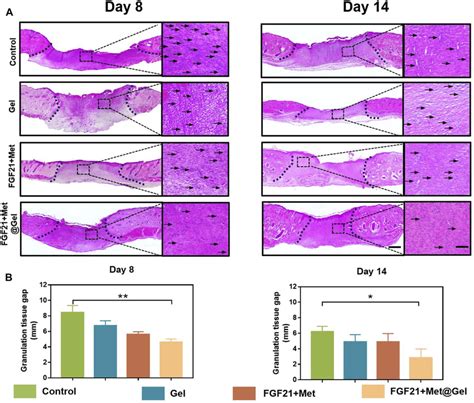 A Representative Images Of H E Staining Of Skin Tissues On Days 8 And