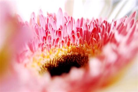 7 best flash for macro photography tips macro lighting
