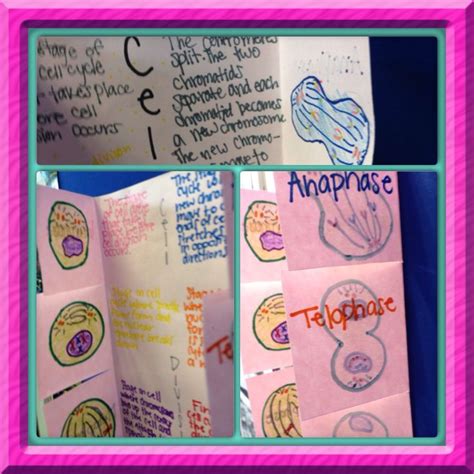 Mitosis Flip Book Example