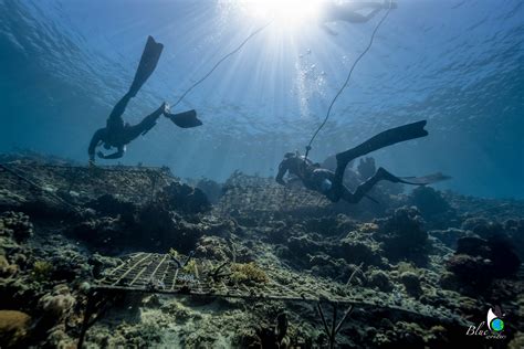 Coral Guardian Why Protect Corals Blue Wonders