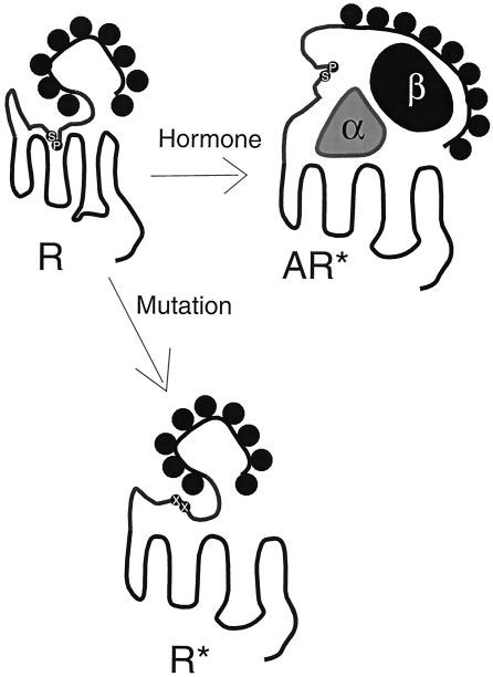 Schematic Representation Of Glycoprotein Hormone Receptor Activation